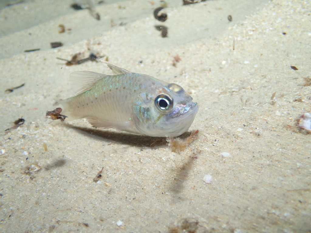 Western Gobbleguts (Ostorhinchus rueppellii) - Marine Life Identification