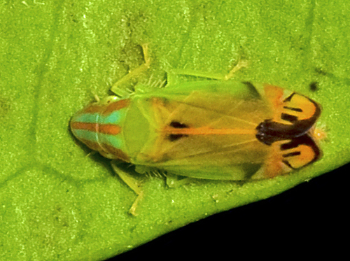 Genus Tortor · iNaturalist