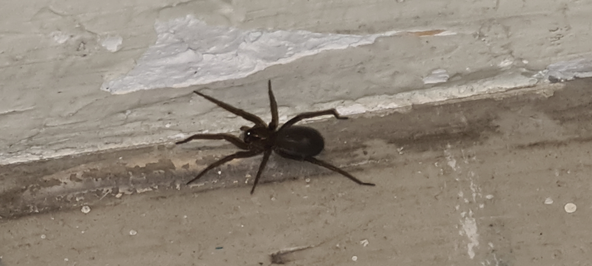 Zorocrates fuscus Simon, 1888