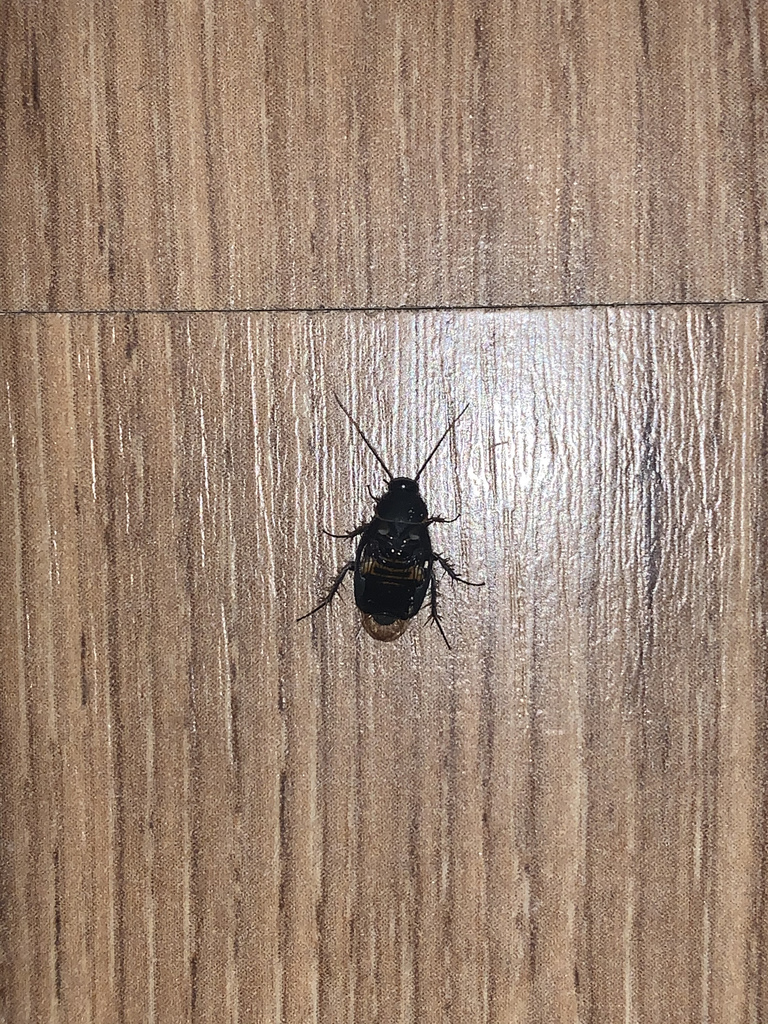 Sand Cockroaches from Rua Solimões, Curitiba, PR, BR on December 14 ...