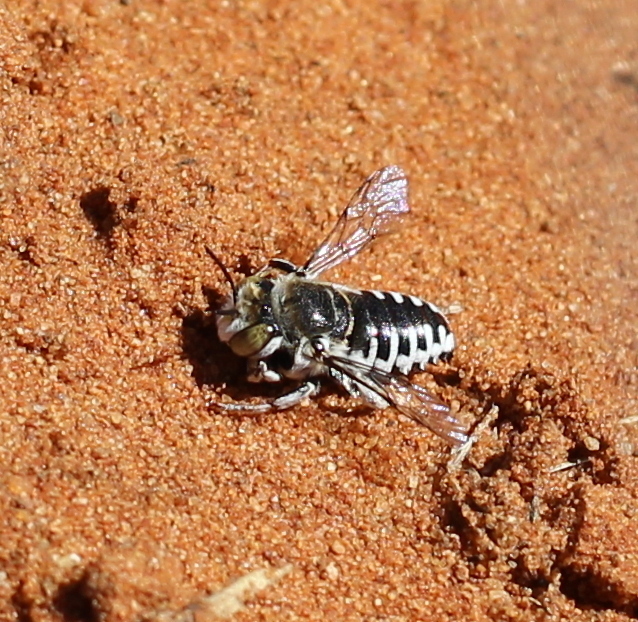 White-spotted Carder Bee (Bee genera of southern Africa) · iNaturalist