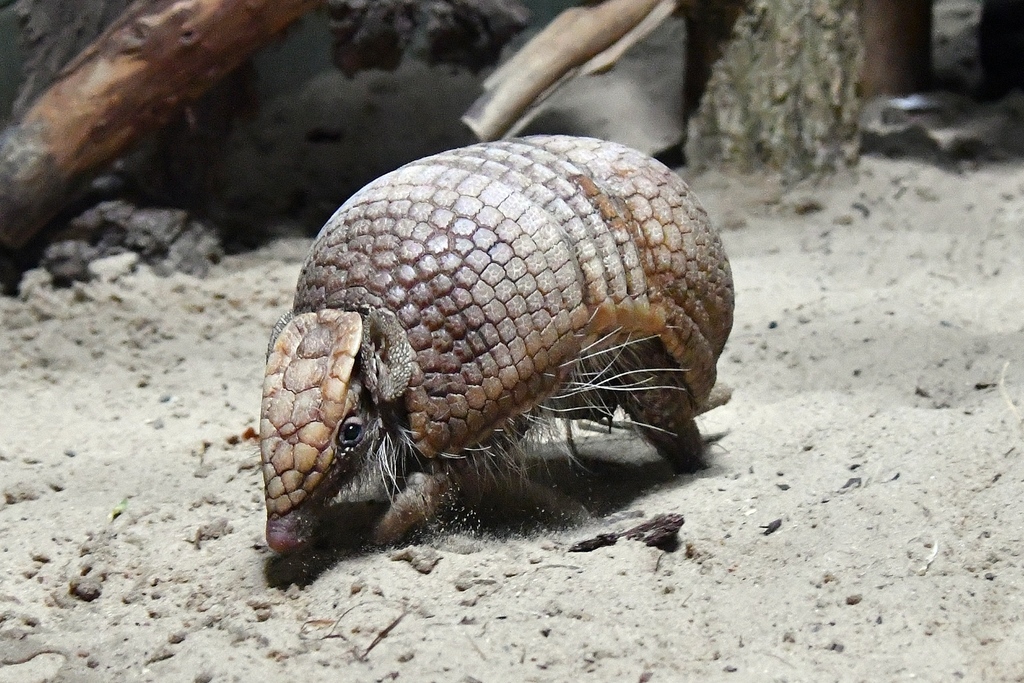 Southern Three-banded Armadillo (Tolypeutes matacus) - Know Your Mammals