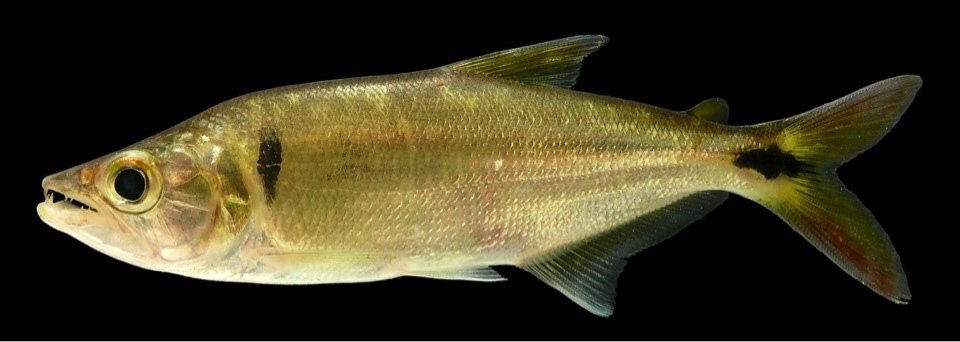 Sharptooth Toothy (Oligosarcus hepsetus) - Marine Life Identification
