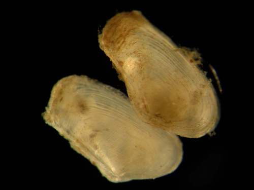 Genus Sphenia · iNaturalist