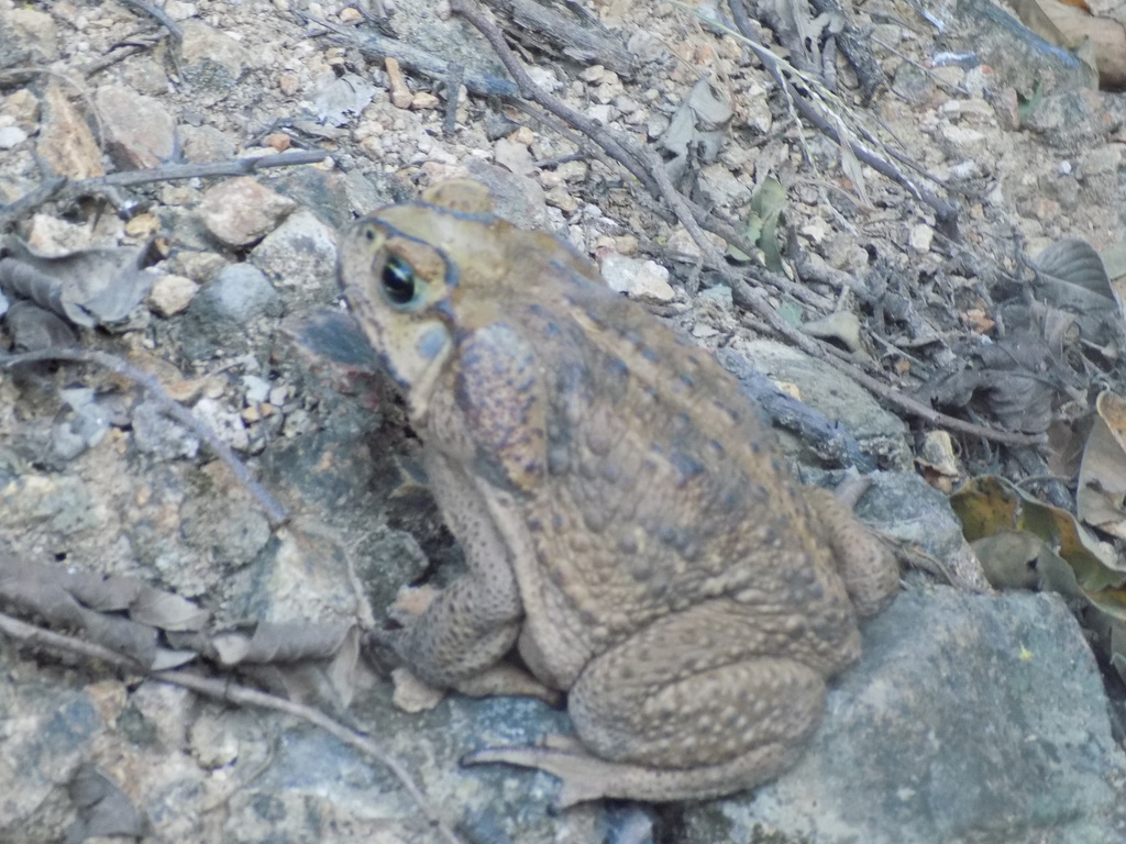 Beaked Toads from Zona de influencia APFF CM on December 3, 2020 by ...