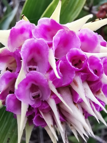 Elleanthus sodiroi · iNaturalist Mexico
