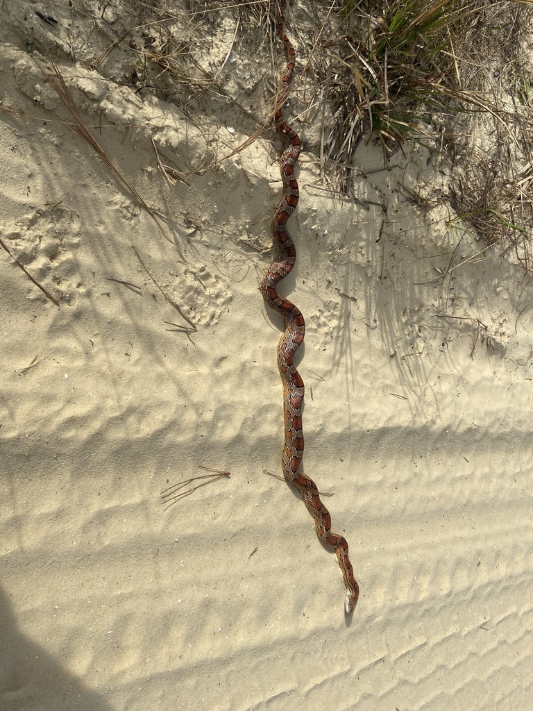 Corn Snake from Ocala National Forest, Paisley, FL, US on December 14 ...