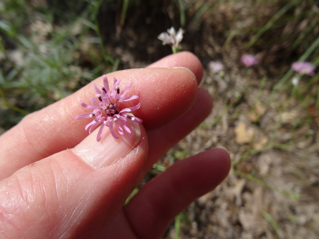 Small Palafox from Bastrop County, TX, USA on September 23, 2017 at 11: ...