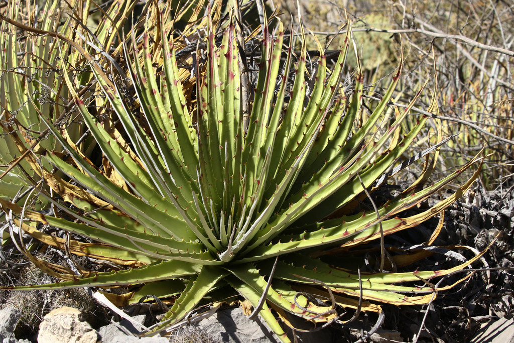 Texas False Agave from Dinamita, Dgo., México on December 13, 2020 at ...