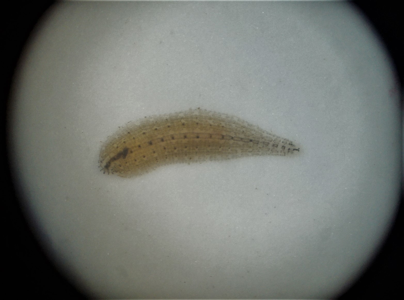 Helobdella europaea Kutschera, 1987