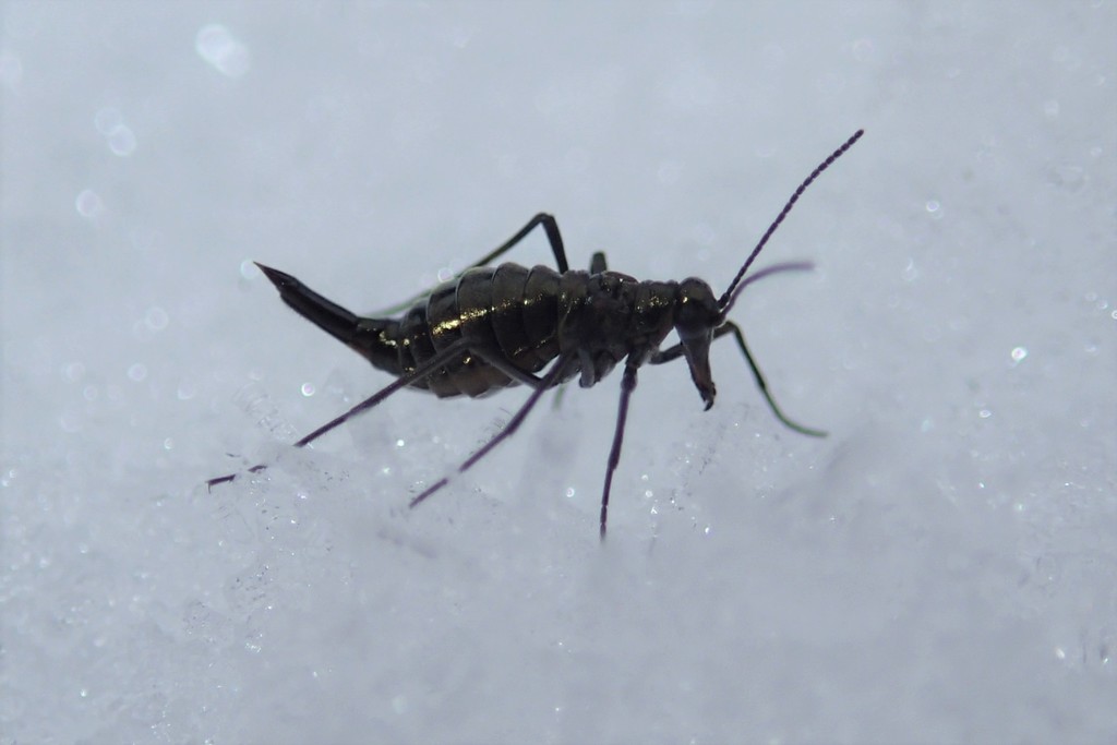 California Snow Scorpionfly from Lassen County, CA, USA on December 14 ...