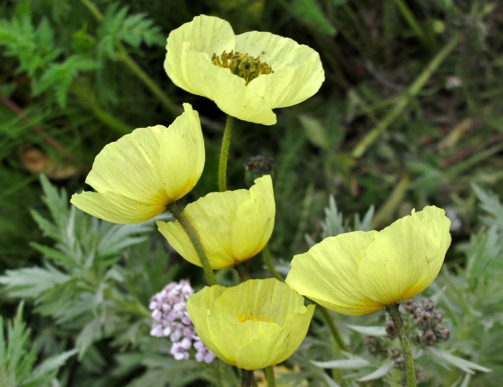 Arctic Poppy (Papaver radicatum) - Botanical Realm