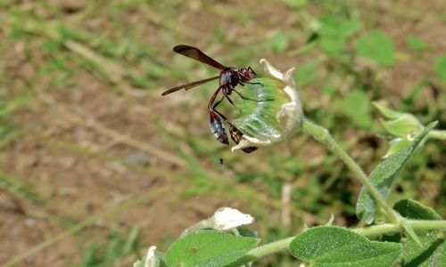Belonogaster dubia · NaturaLista Colombia