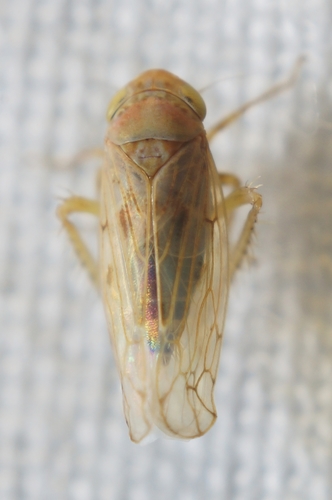 Beet Leafhopper (Neoaliturus tenellus) · iNaturalist