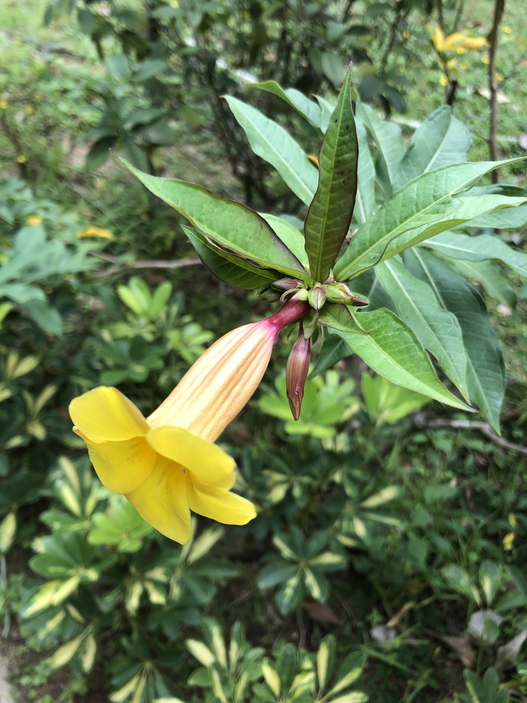 Bush Allamanda from 沙田公園, 沙田, 新界, HK on December 15, 2020 at 01:11 PM ...