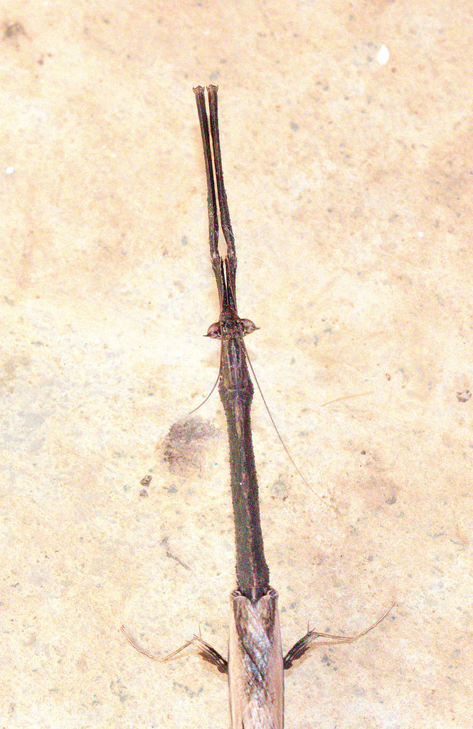 Toxoderopsis taurus from Kurvande on November 10, 2019 at 07:59 PM by ...