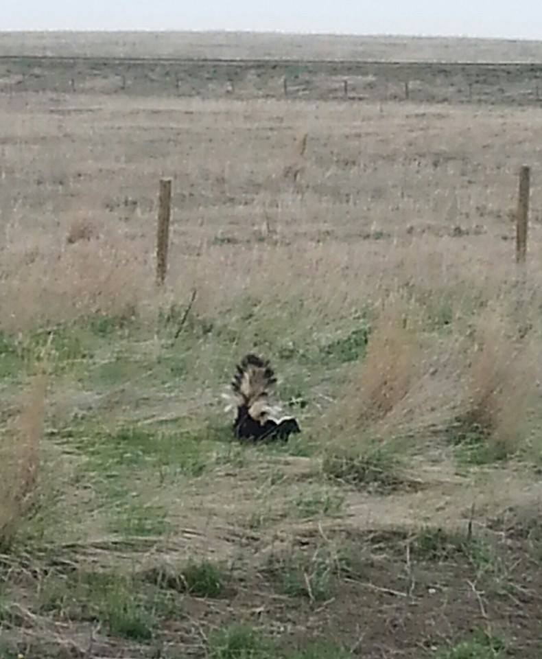 Striped Skunk from Division No. 2, AB, Canada on May 05, 2014 at 08:43 ...