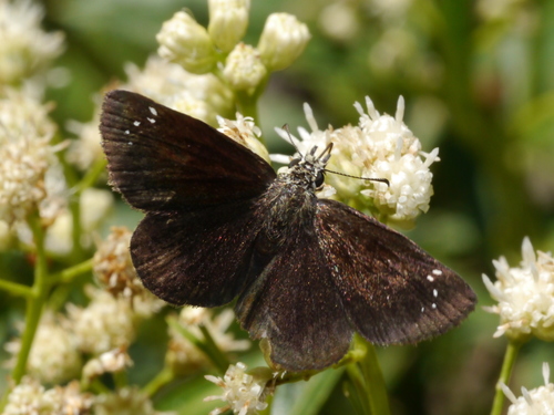 Common Sootywing (Dinosaur National Monument Butterfly ID Guide 🦋 ...