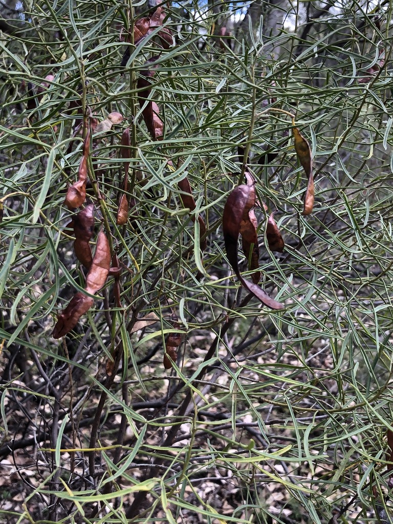 silver senna from Glen Davis, NSW, Australia on December 13, 2020 at 03 ...