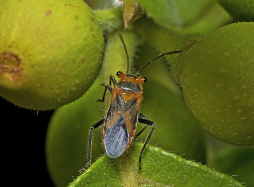 Wild Tobacco Stalk-eyed Bug (Scopiastes impeditus) · iNaturalist