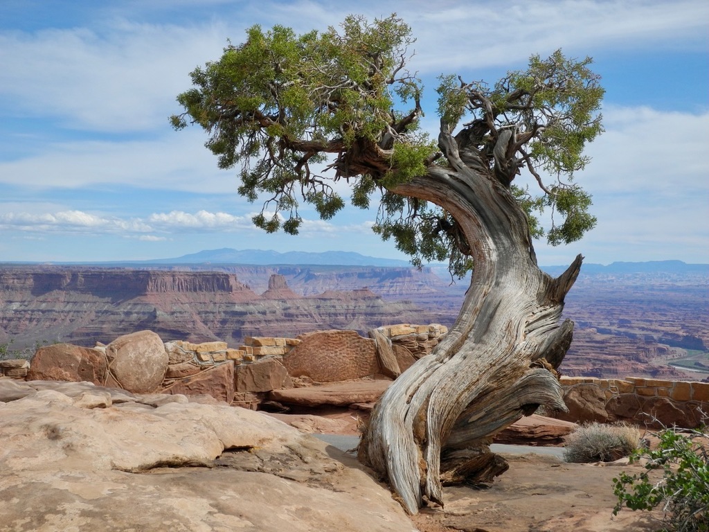Utah Juniper (Juniperus osteosperma) - Botanical Realm