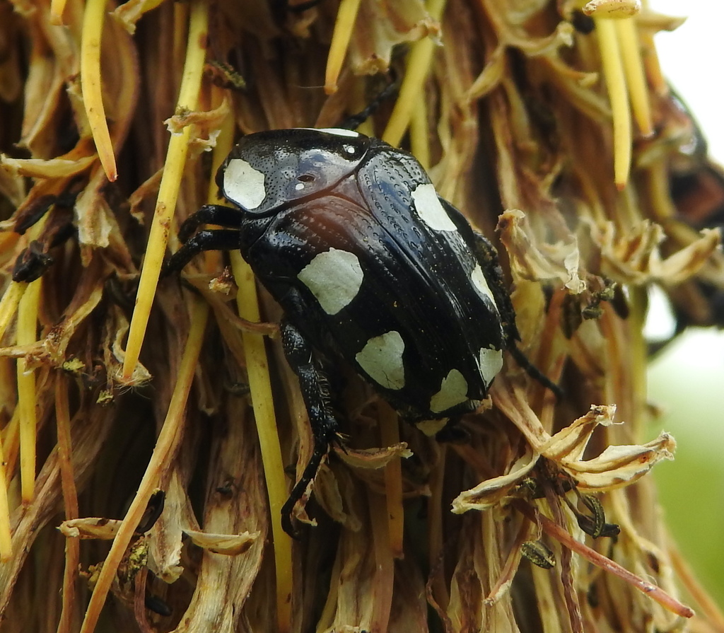White-spotted Fruit Chafer from Greyton on December 14, 2020 at 01:28 ...