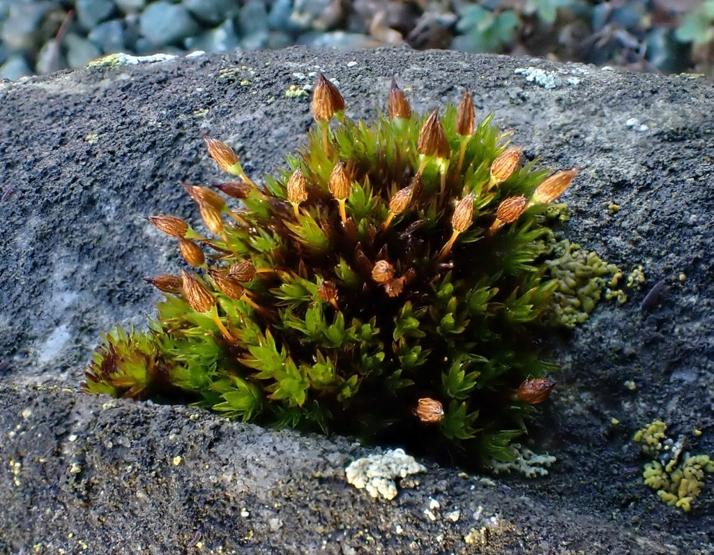 Orthotrichum anomalum (Bryoflore des constructions et murs des milieux ...