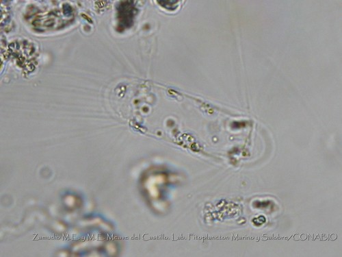 (Corethron criophilum)