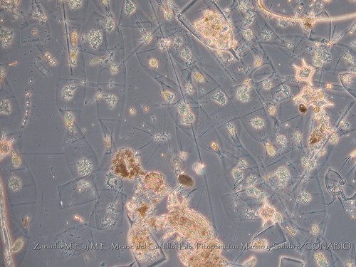 Fitoplancton (Helicotheca tamesis)