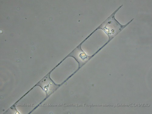 Fitoplancton (Hemiaulus sinensis)