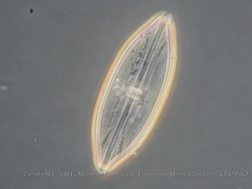 Lyrella irrorata · iNaturalist