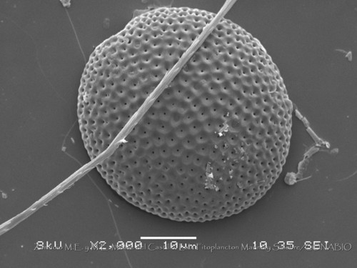 Prorocentrum compressum · iNaturalist