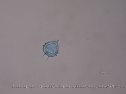 Protoperidinium Bispinum · Naturalista Colombia