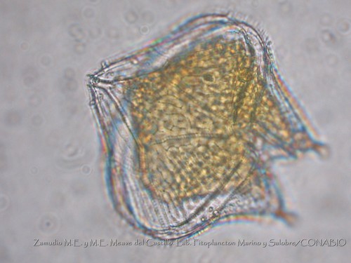(Protoperidinium leonis)