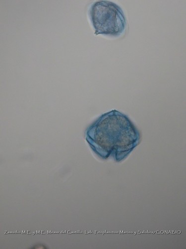 Protoperidinium parvicollum · iNaturalist