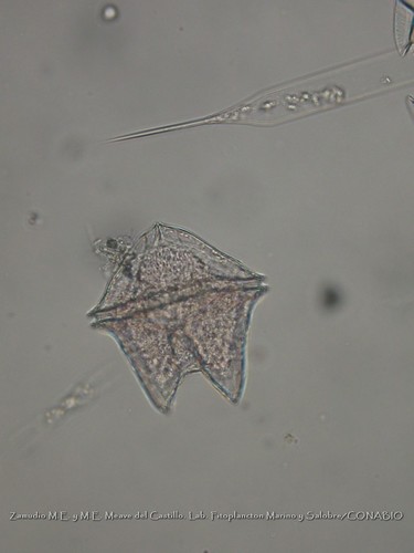 Fitoplancton (Protoperidinium pentagonum)