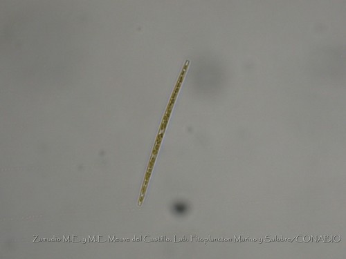 Fitoplancton (Thalassionema frauenfeldii)
