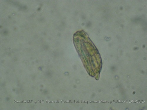 Torodinium robustum · iNaturalist