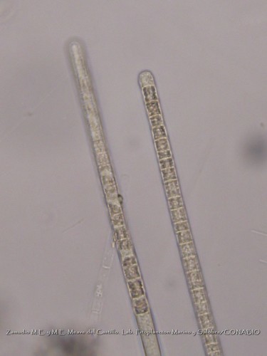 Trichodesmium erythraeum · iNaturalist