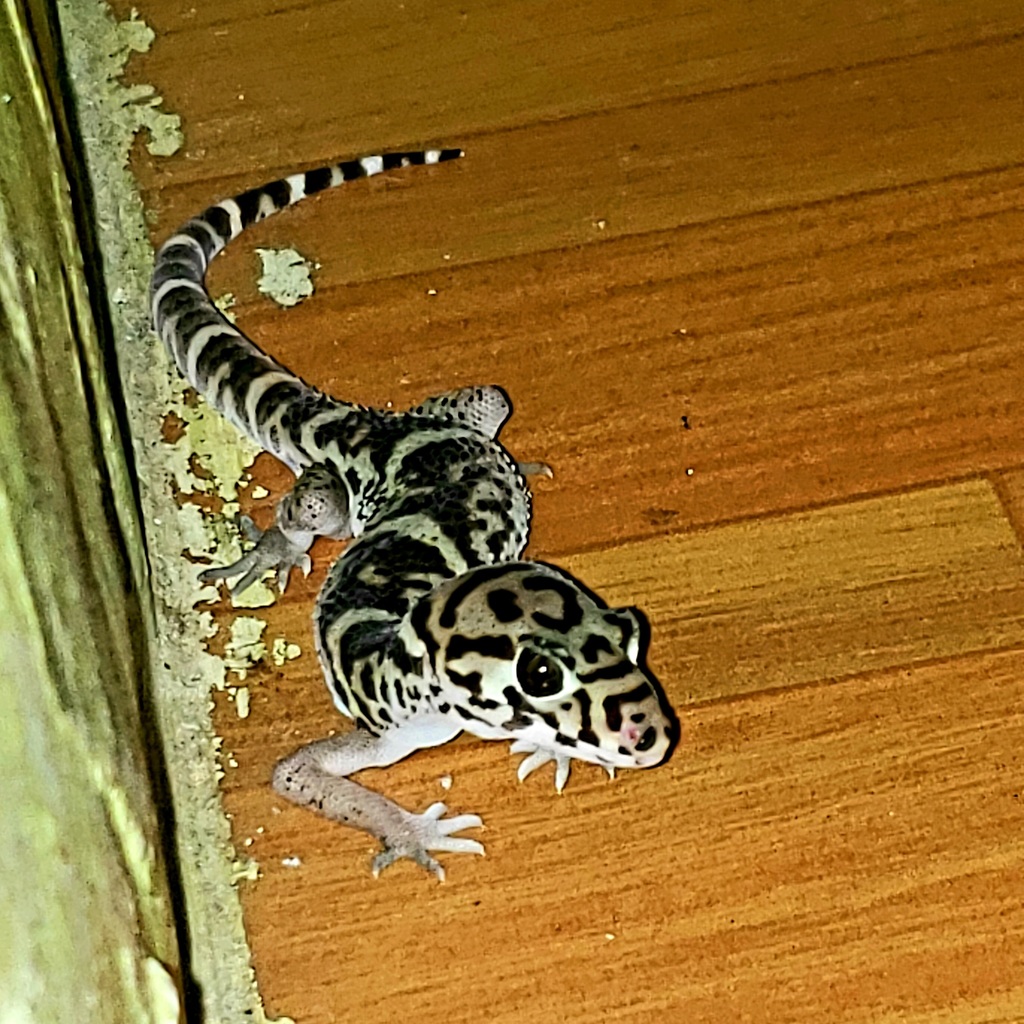 Central American Banded Gecko from Chalatenango, El Salvador on ...