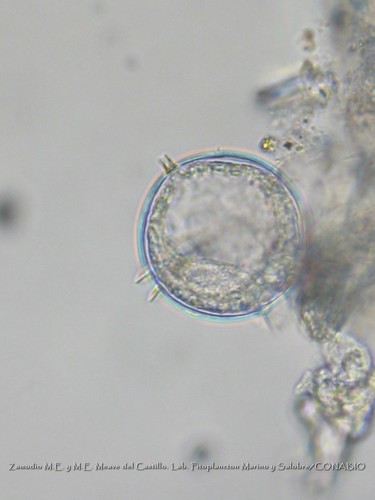 Protoperidinium parcum · iNaturalist
