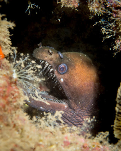 Viper moray (Enchelynassa canina) - Marine Life Identification