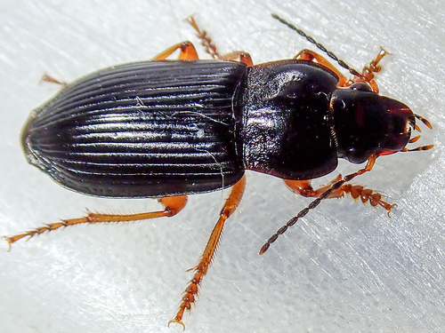 Anisodactylus nemorivagus · iNaturalist