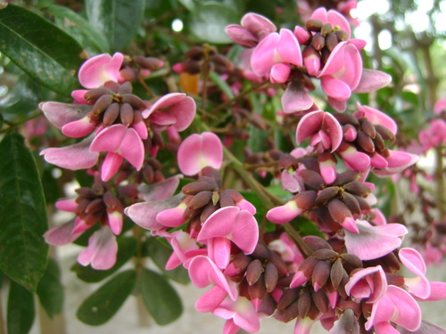 Andira anthelmia · iNaturalist Ecuador