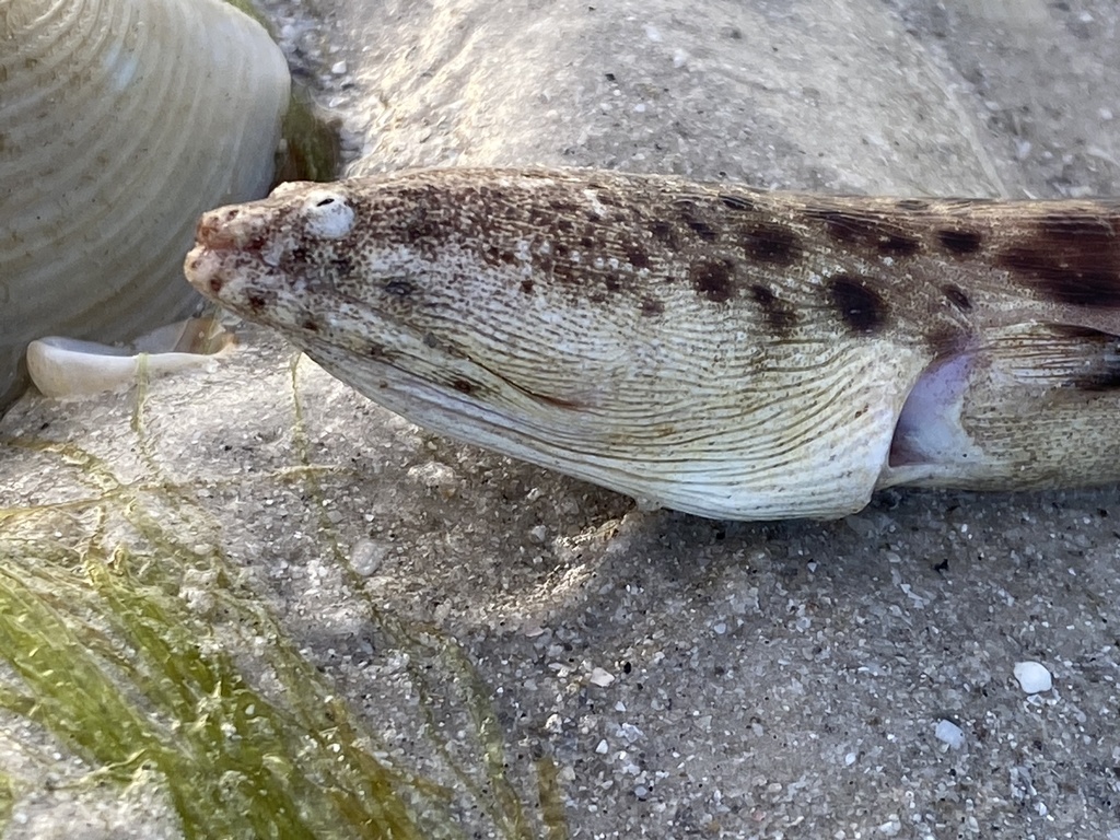 Spotted Spoon-nose Eel (Fishes of Sarasota County, Fl) · iNaturalist