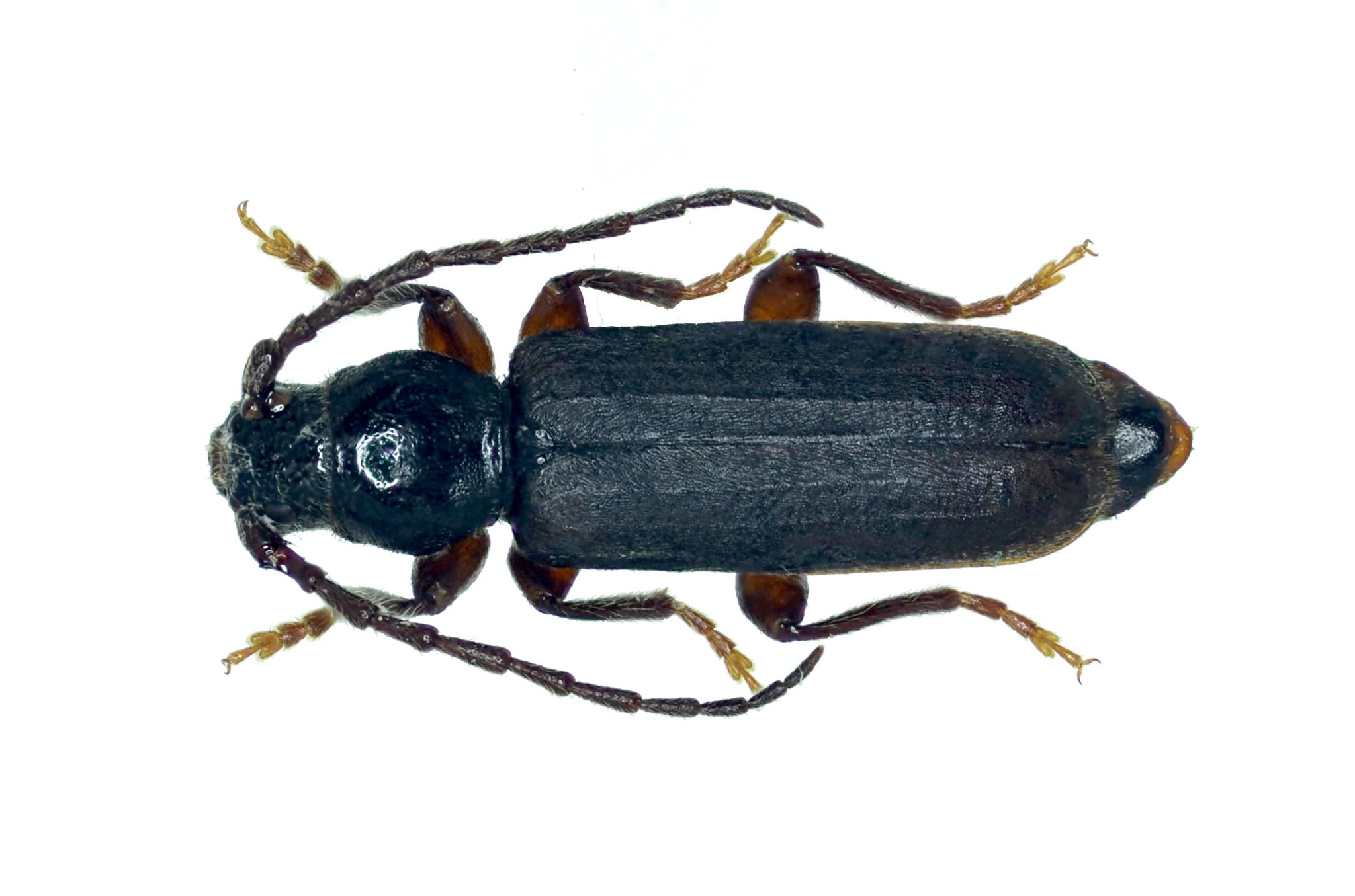 Tetropium cinnamopterum Kirby, 1837