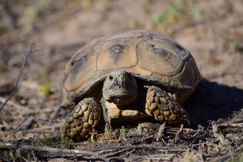 Chaco Tortoise in October 2020 by Juan Francisco Tapia · iNaturalist