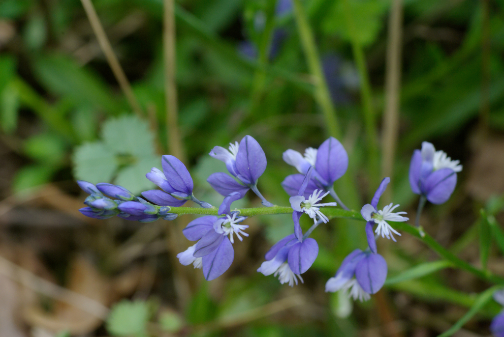 Common Milkwort (Polygalaceae (Milkwort) of the Pacific Northwest ...