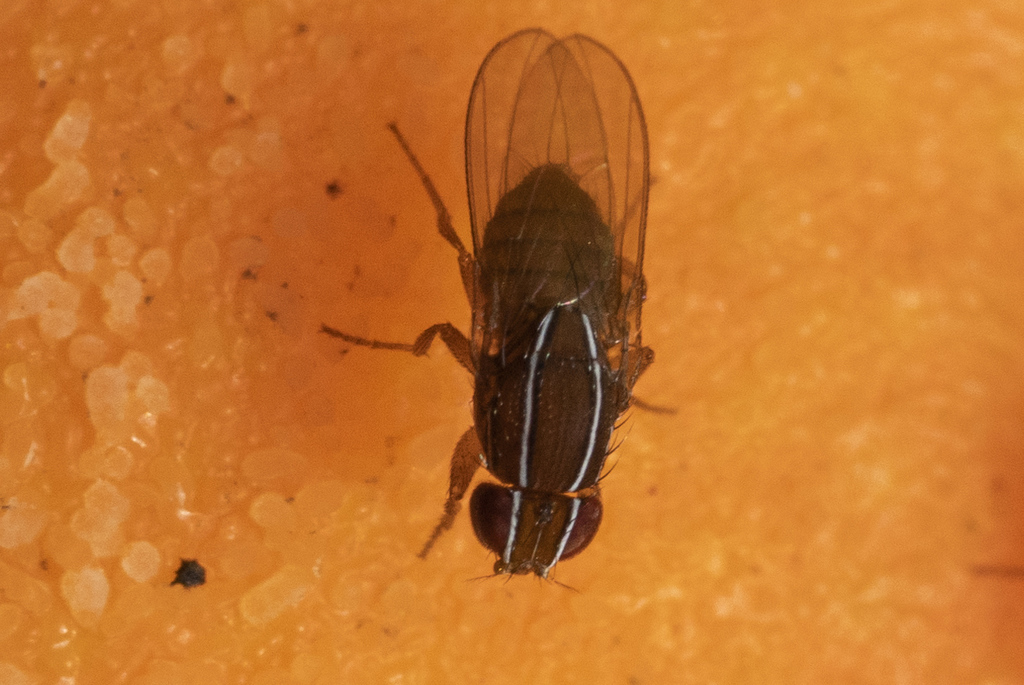 Zaprionus tuberculatus from Ρόδος, Ελλάδα on December 15, 2020 at 08:43 ...