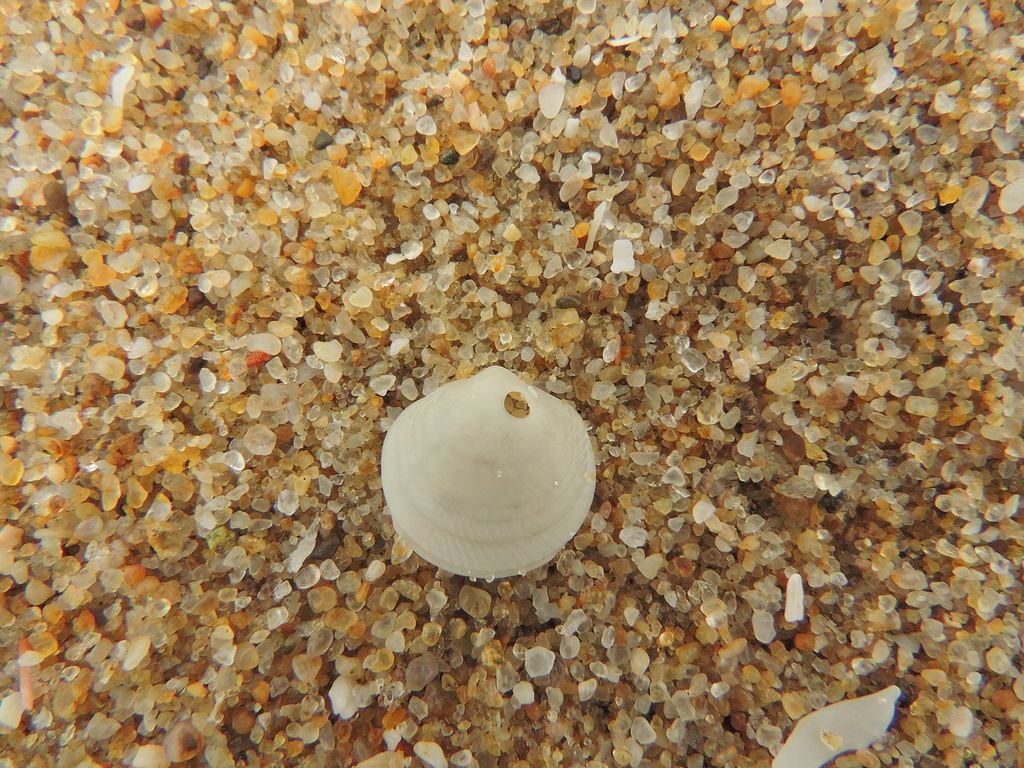 Cross-hatched Lucine from Balneário Piçarras - SC, Brasil on December ...